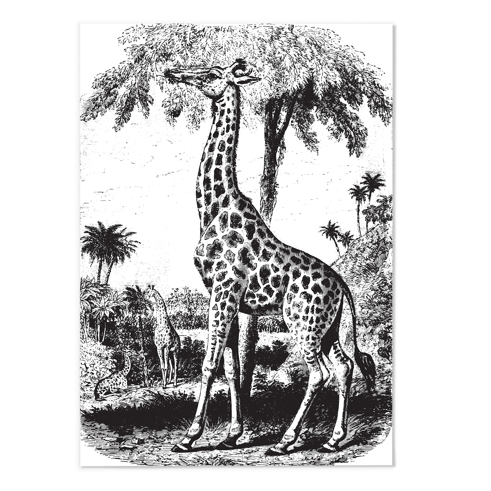 Antique Etching Giraffe Art Print – MJ Design Studio
