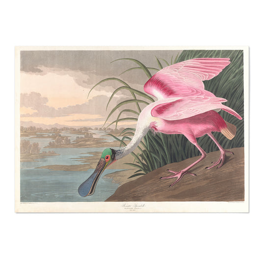Roseate spoonbill – MJ Design Studio